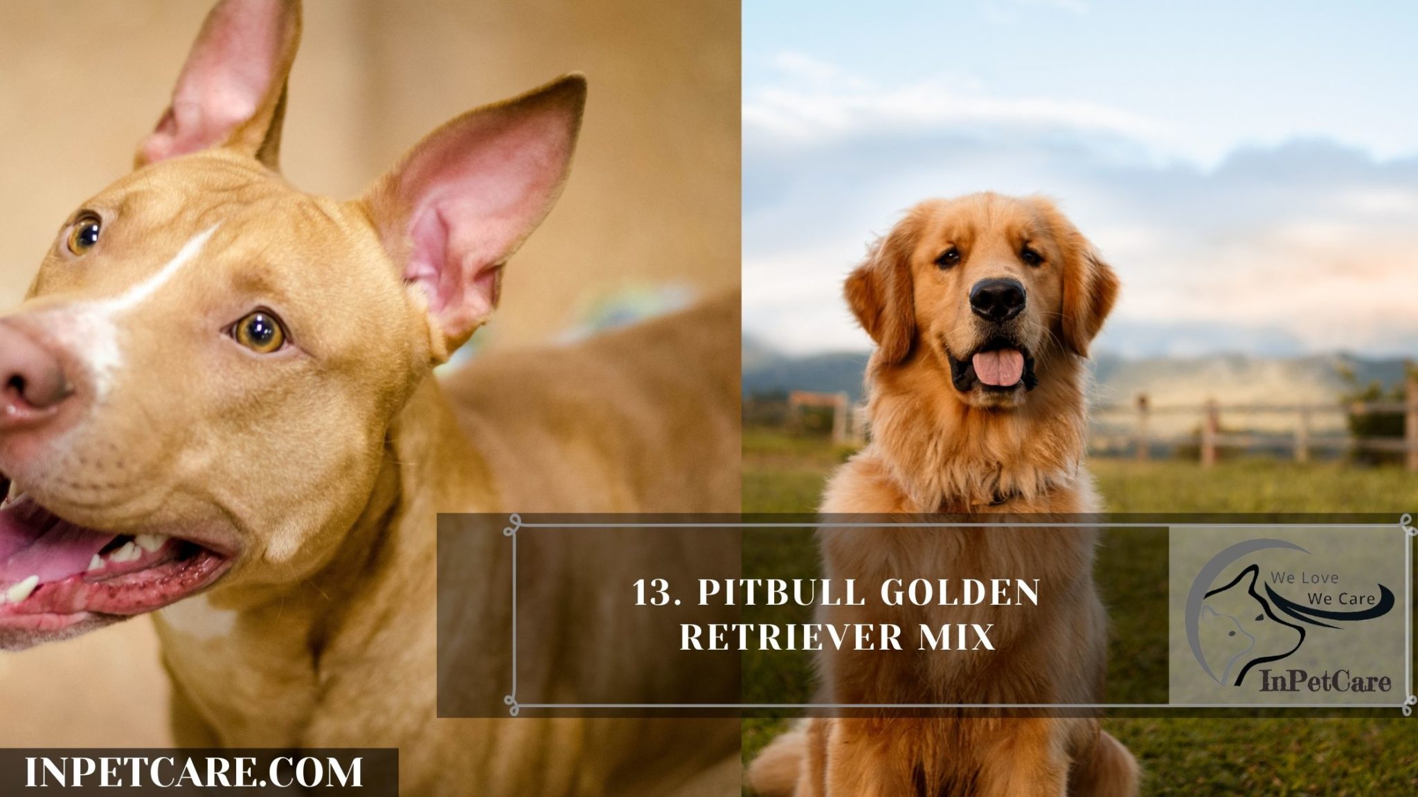 27+ Stunning Pitbull Mixes: Breed Profile (With Pictures)