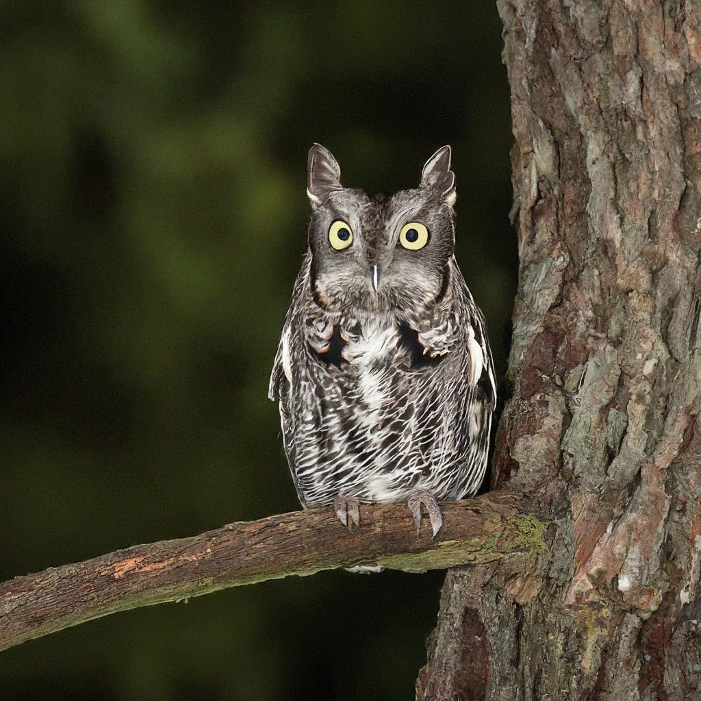 22 Birds That Sing And Chirp At Night In USA (With Pictures)