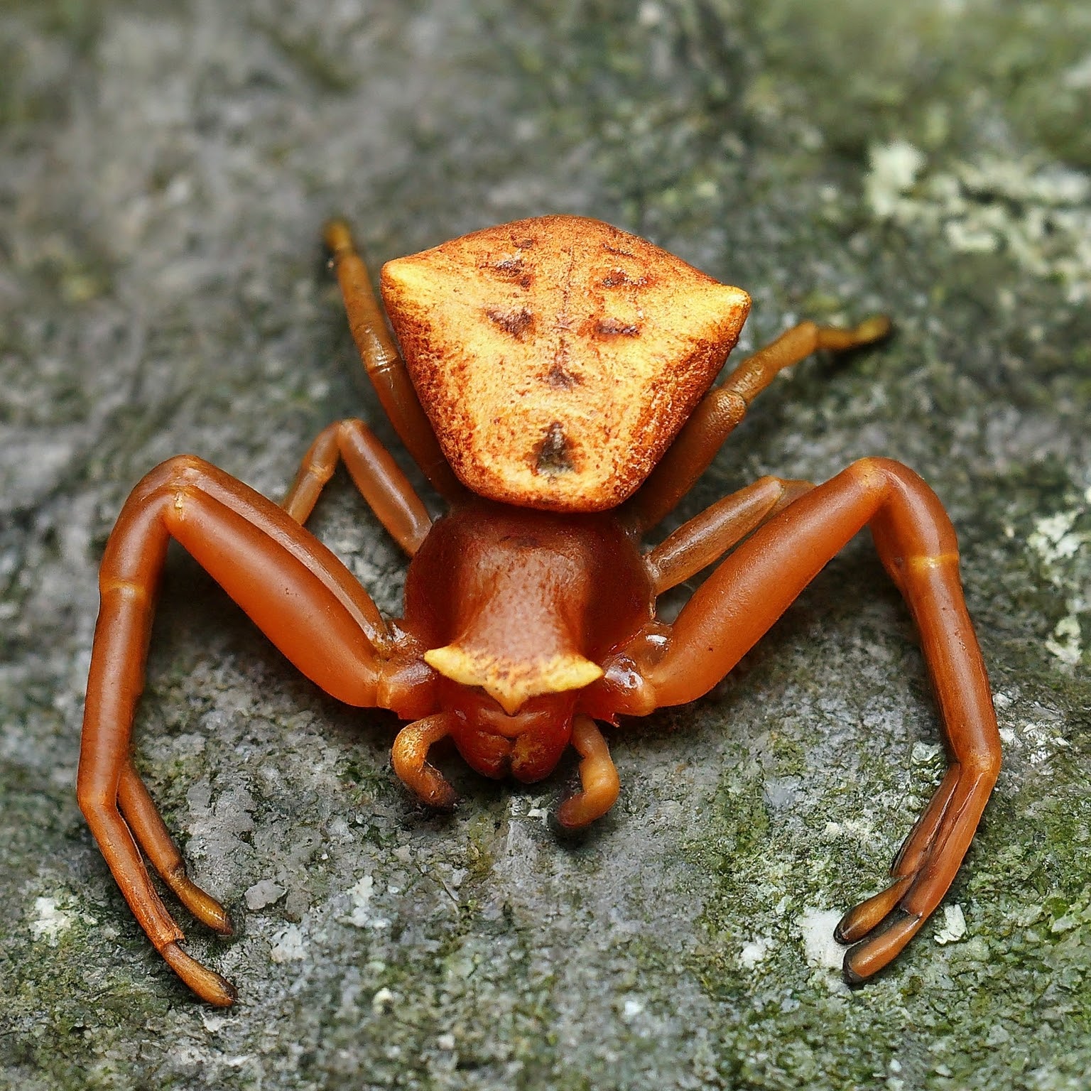 19 Spiders That Resemble And Look Like Crabs (With Pictures)