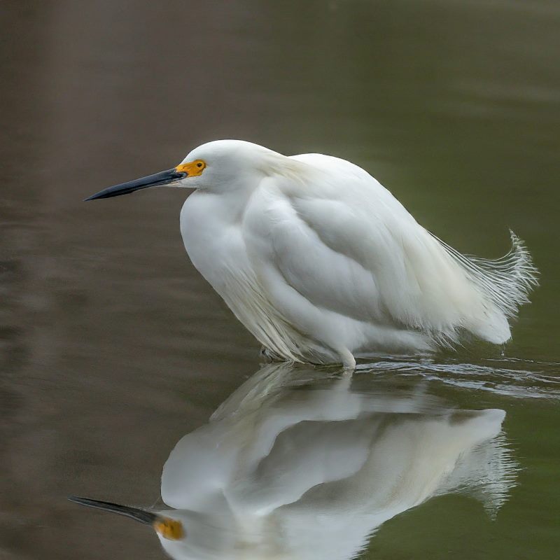 51 Types Of Heron Species: Herons Diversity (With Pictures)