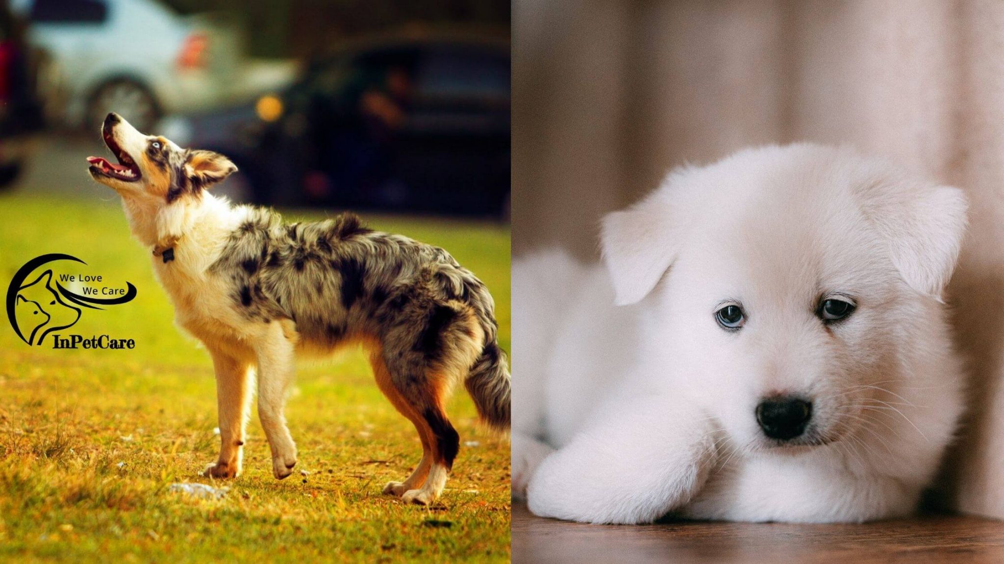 Samoyed Australian Shepherd Mix: A Complete Guide (With Pictures)