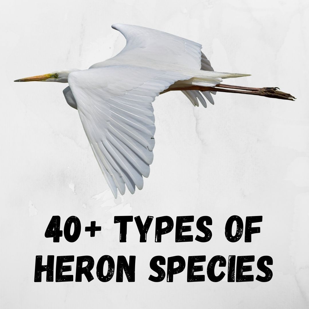 51 Types Of Heron Species: Herons Diversity (With Pictures)