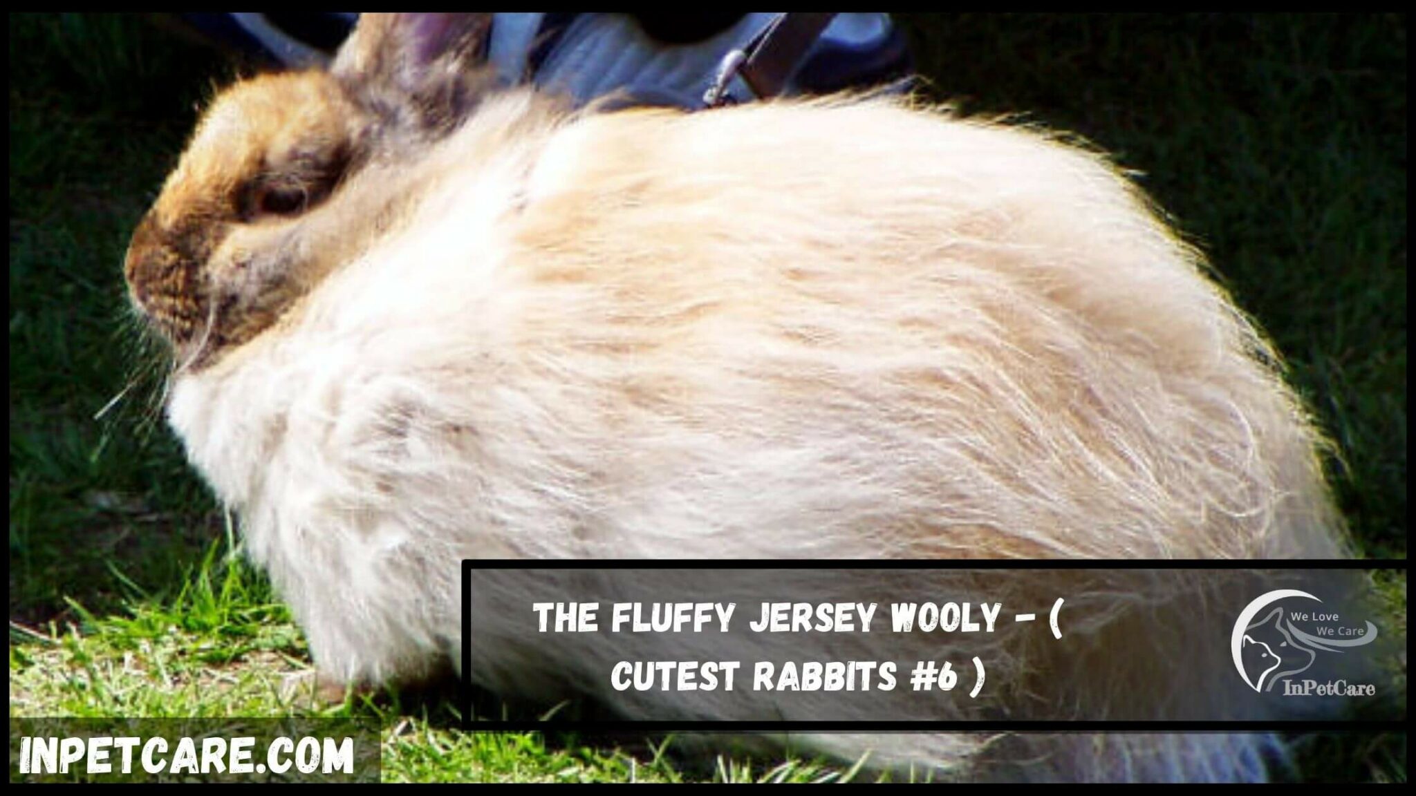 11 Cutest Rabbits Breeds With Pictures