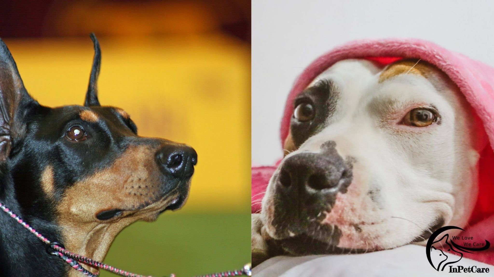 Manchester Terrier Pitbull Mix: A Complete Guide (With Picture)