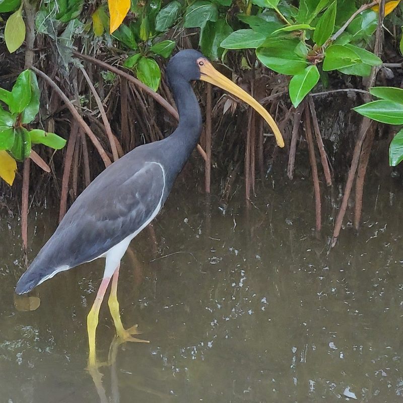 51 Types Of Heron Species: Herons Diversity (With Pictures)