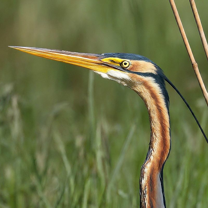 51 Types Of Heron Species: Herons Diversity (With Pictures)