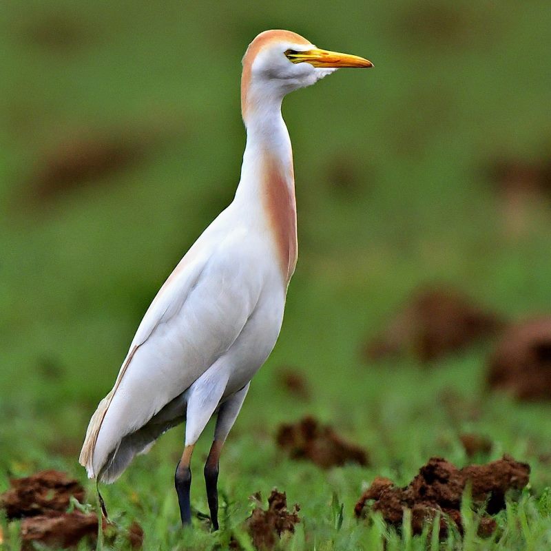 51 Types Of Heron Species: Herons Diversity (With Pictures)