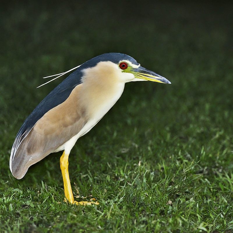 51 Types Of Heron Species: Herons Diversity (With Pictures)