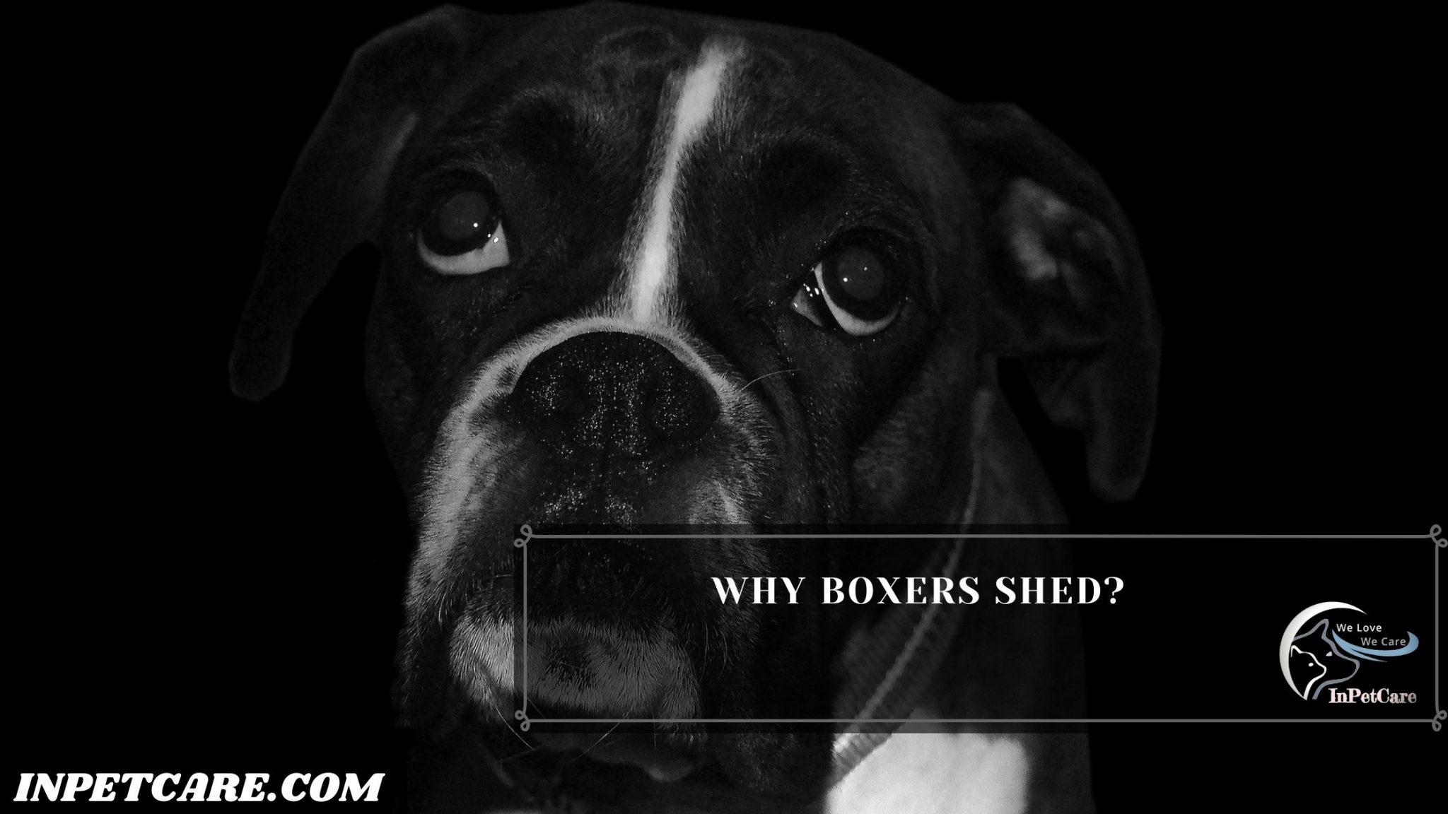 Do Boxers Shed? (11 Ways & 3 Tips To Control Its Shedding)