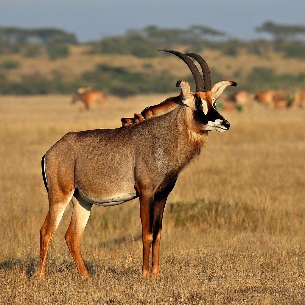 31 Animals That Resemble And Look Like Deer (With Pictures)