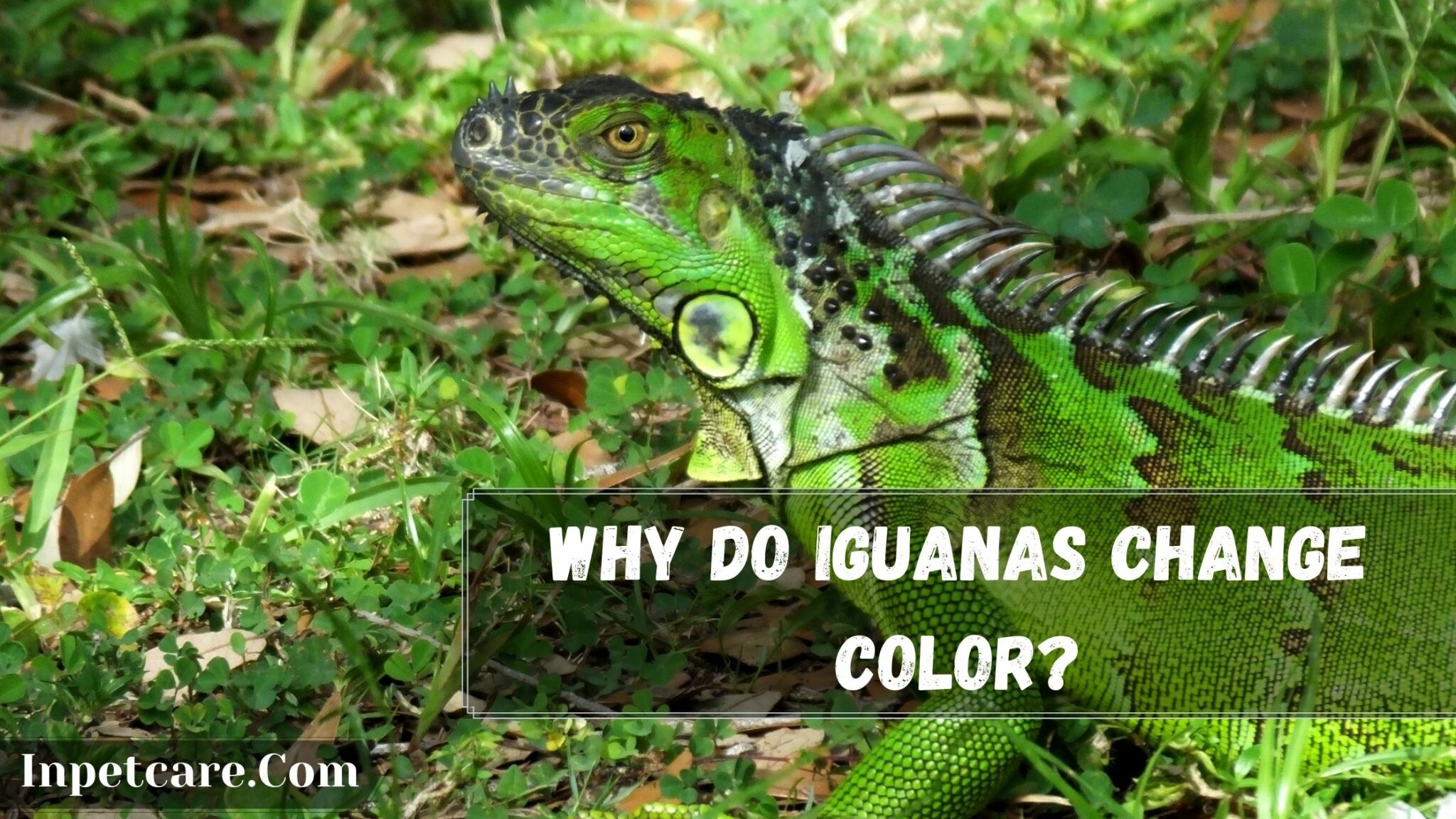 Can Iguanas Change Colors: Why Do Iguanas Change Color?