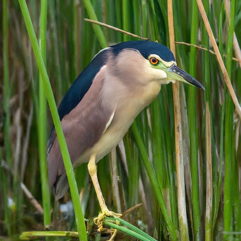51 Types Of Heron Species: Herons Diversity (With Pictures)