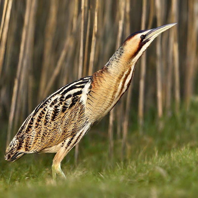 51 Types Of Heron Species: Herons Diversity (With Pictures)