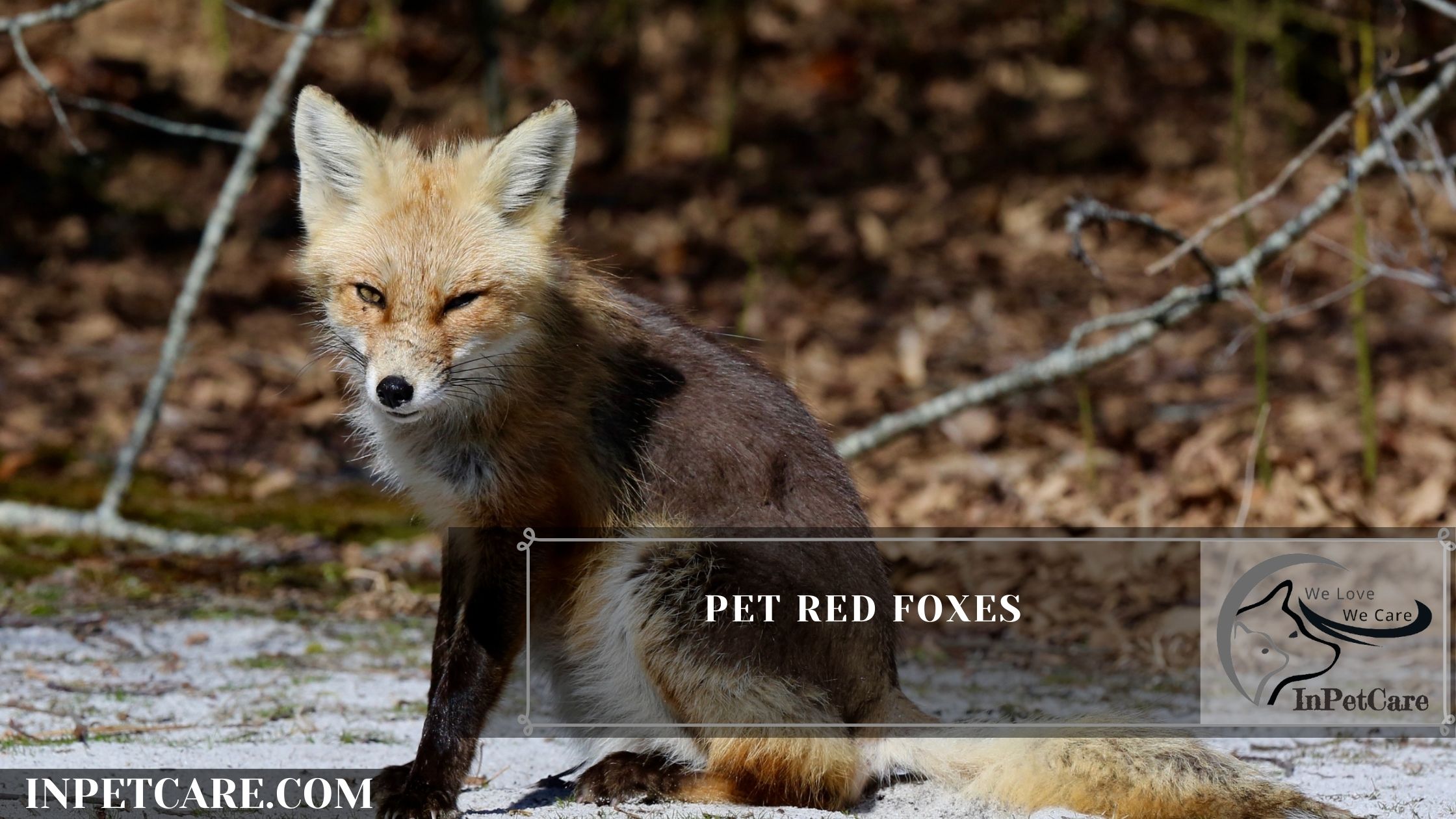 Fox As A Pet: 11 Things You Must Know (with Pictures)