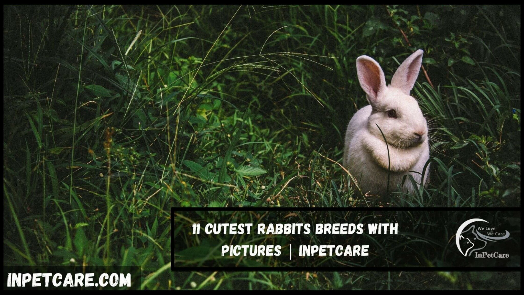 11 Cutest Rabbits Breeds With Pictures
