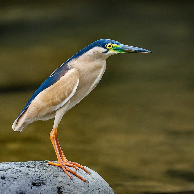 51 Types Of Heron Species: Herons Diversity (With Pictures)