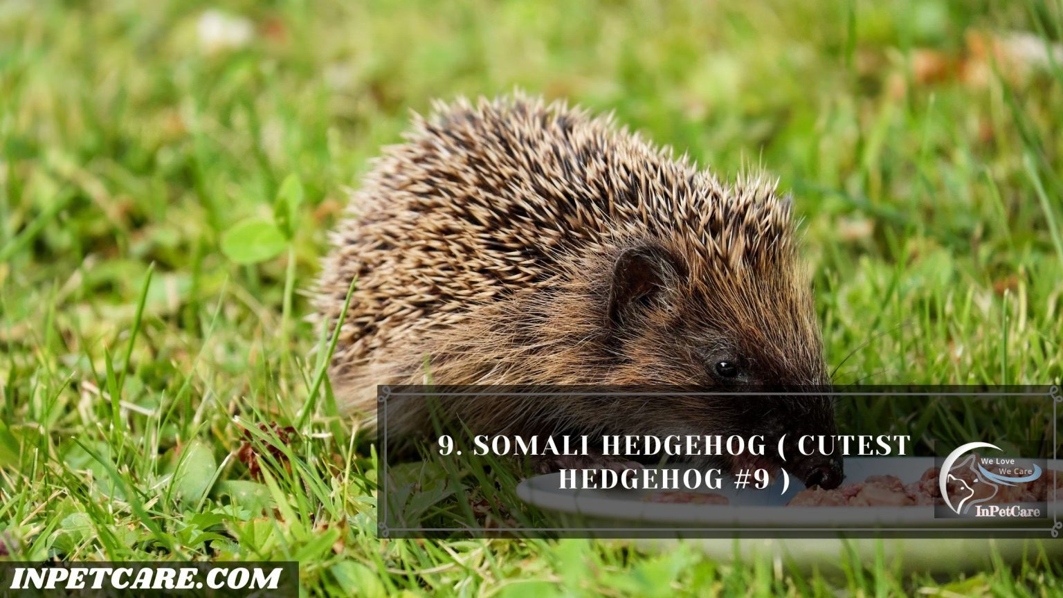 9 Cutest Hedgehogs Of The World To Pet (With Pictures)