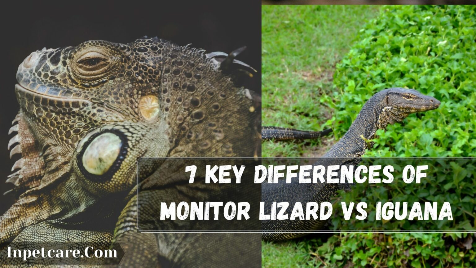 Iguana Vs Monitor Lizard: 7 Key Differences