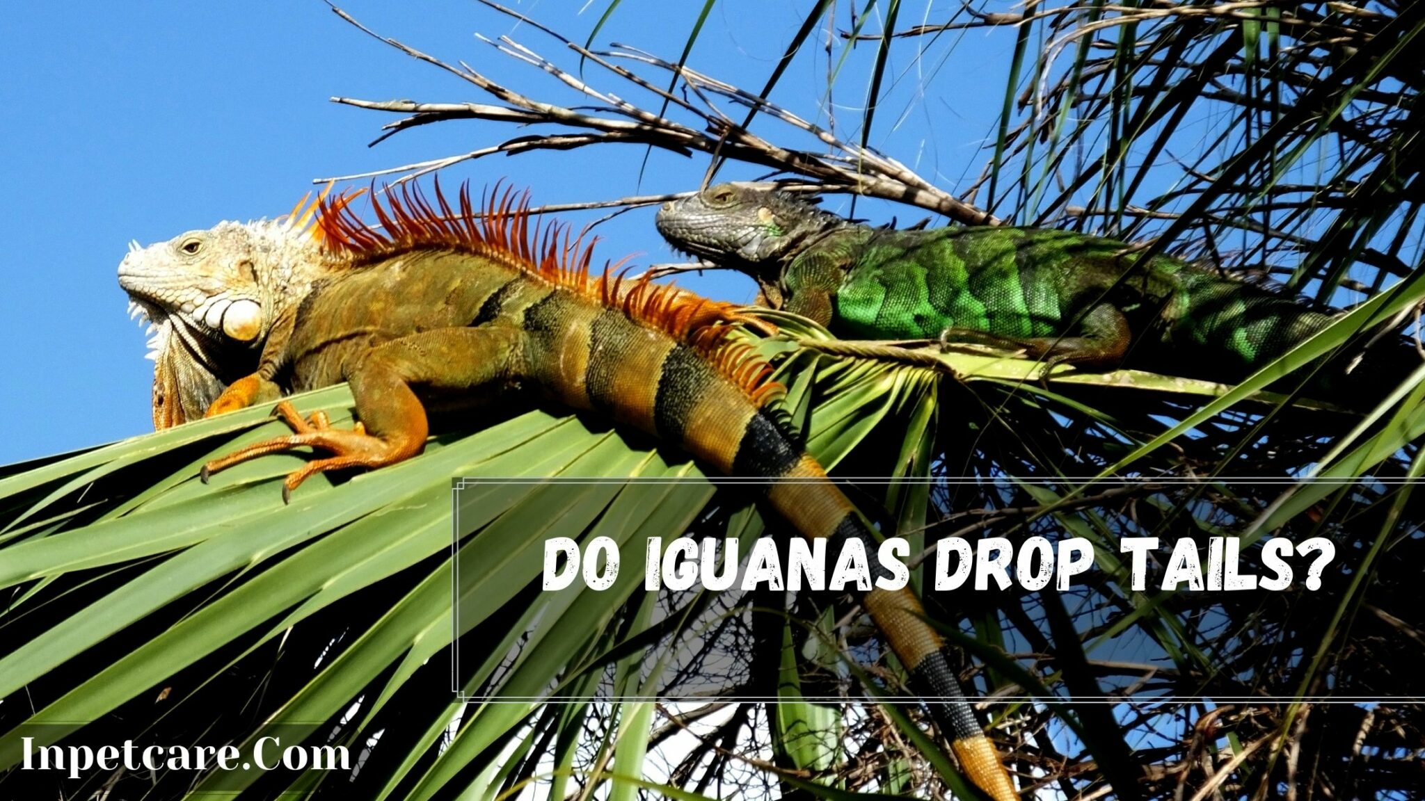 Can Iguanas Drop Their Tails & Does Its Tail Regrow?