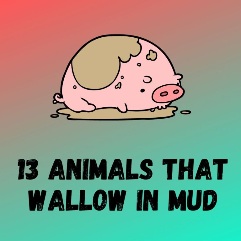 13 Animals That Wallow In Mud Or Dust Bathe