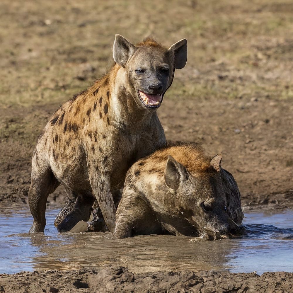 13 Animals That Wallow In Mud Or Dust Bathe