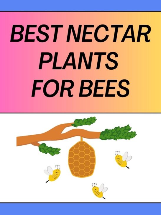 27 Best Nectar Plants For Bees: Bee-Friendly Gardening