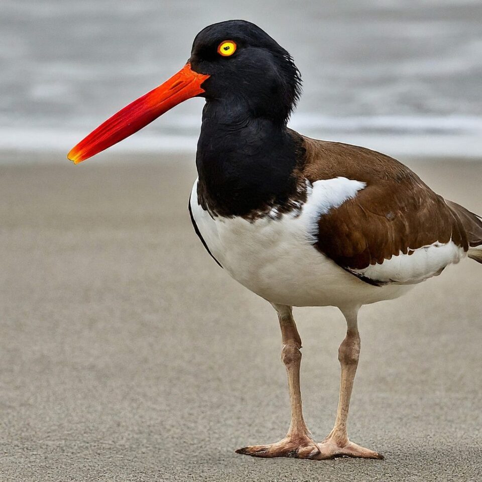 40+ Unique Black Birds With Orange Beaks (With Pictures)