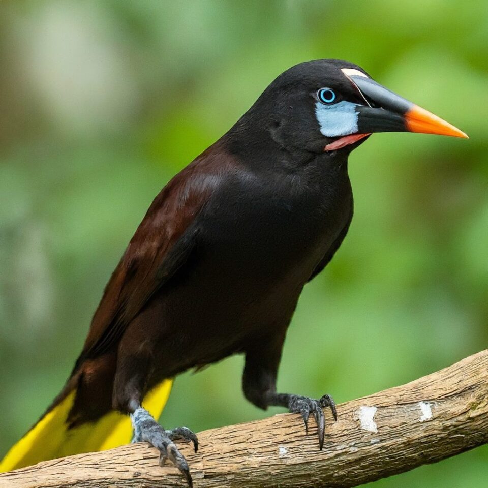 40+ Unique Black Birds With Orange Beaks (With Pictures)