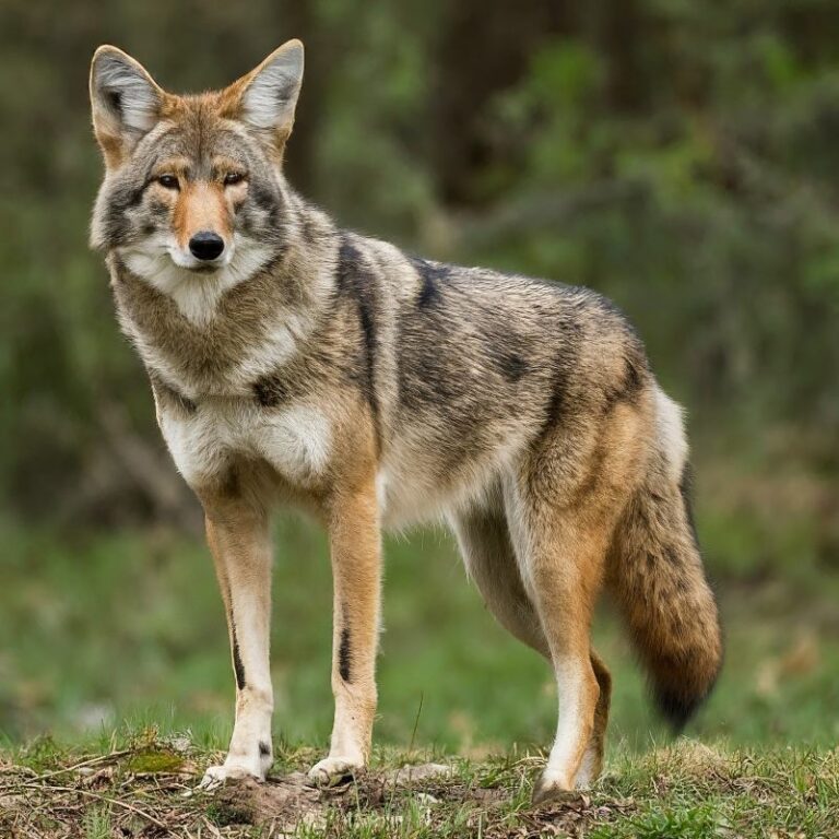 25 Unusual Hybrid Animals That Exists! (With Pictures)