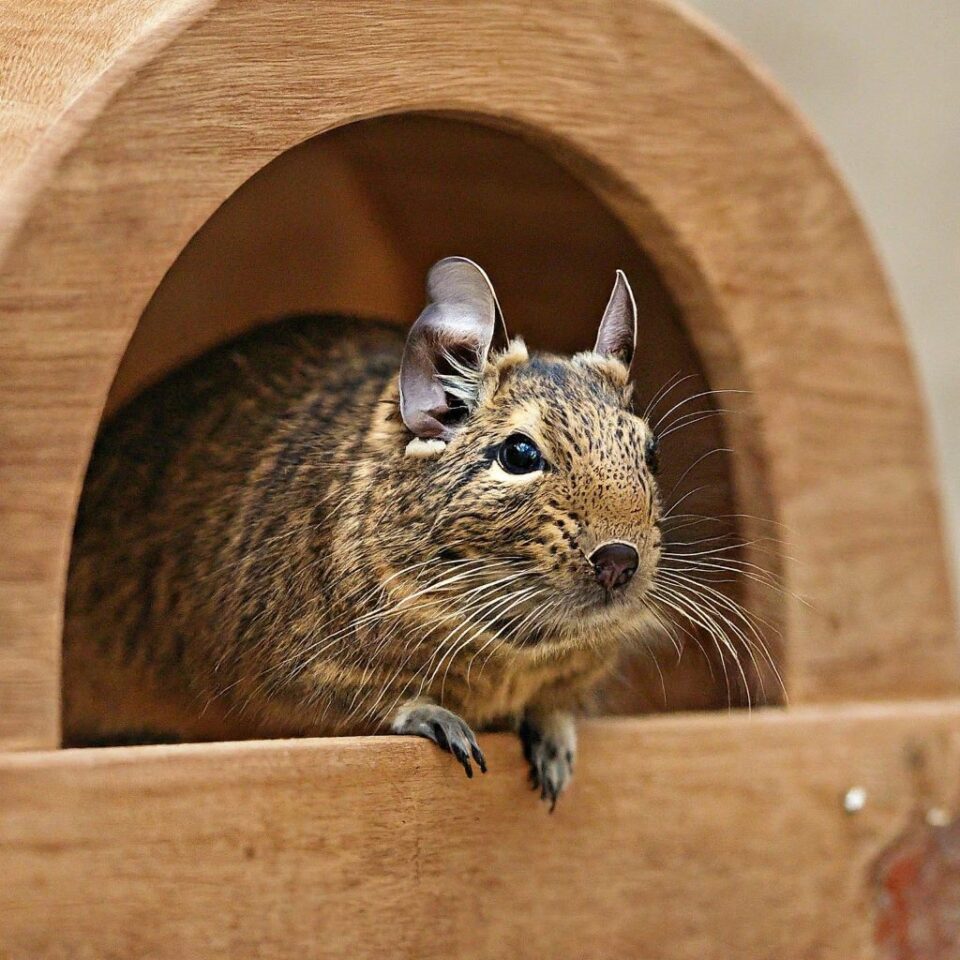 26 Animals That Look Like Chinchillas (With Pictures)