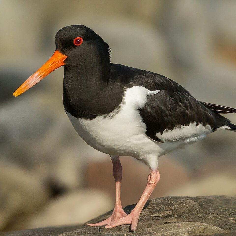40+ Unique Black Birds With Orange Beaks (With Pictures)