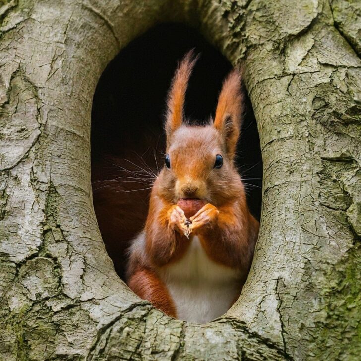 26 Animals That Look Like Chinchillas (With Pictures)
