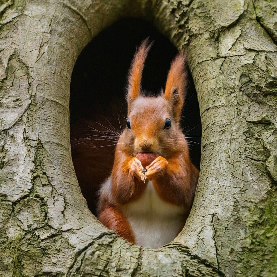 26 Animals That Look Like Chinchillas (With Pictures)