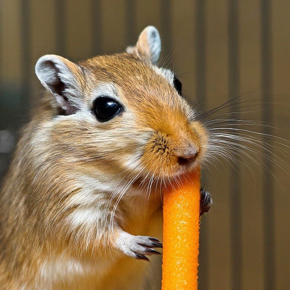 26 Animals That Look Like Chinchillas (With Pictures)