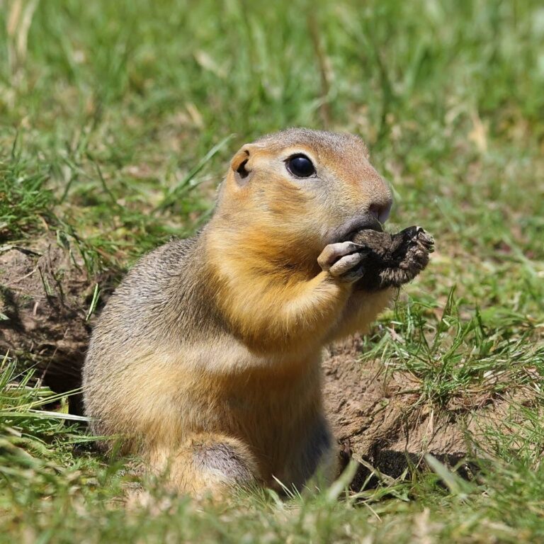 26 Animals That Look Like Chinchillas (With Pictures)