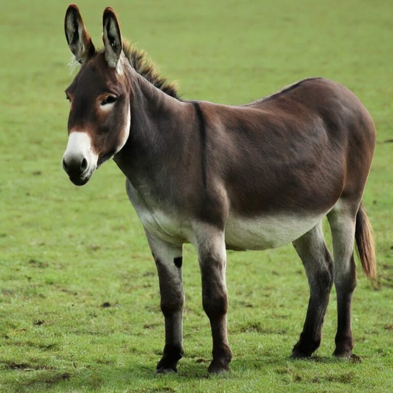 25 Unusual Hybrid Animals That Exists! (With Pictures)