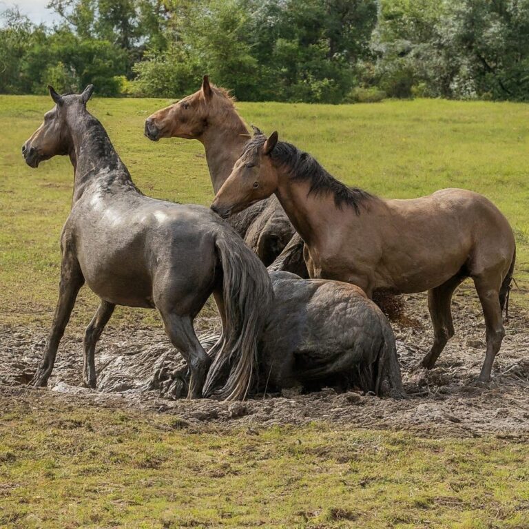 13 Animals That Wallow In Mud Or Dust Bathe