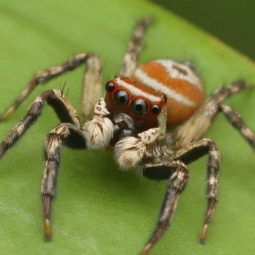 15 Spiders Species That Play Dead But Are Alive! (With Pictures)