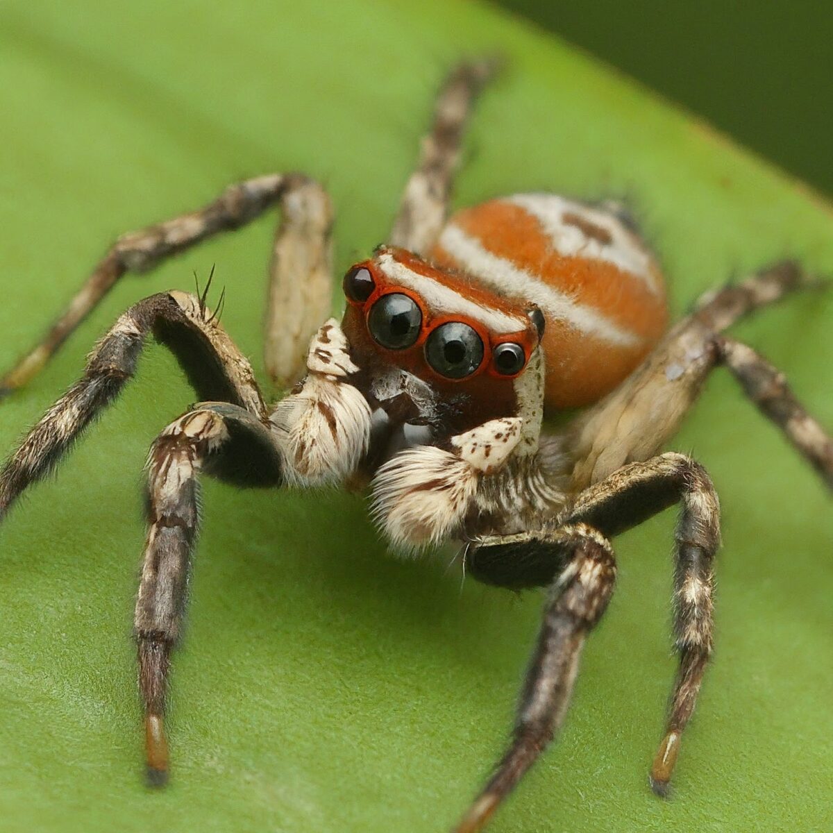 15 Spiders Species That Play Dead But Are Alive! (With Pictures)