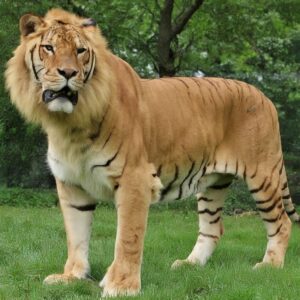 25 Unusual Hybrid Animals That Exists! (With Pictures)