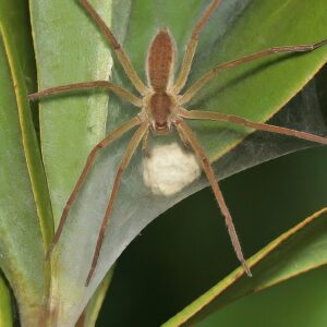 15 Spiders Species That Play Dead But Are Alive! (With Pictures)