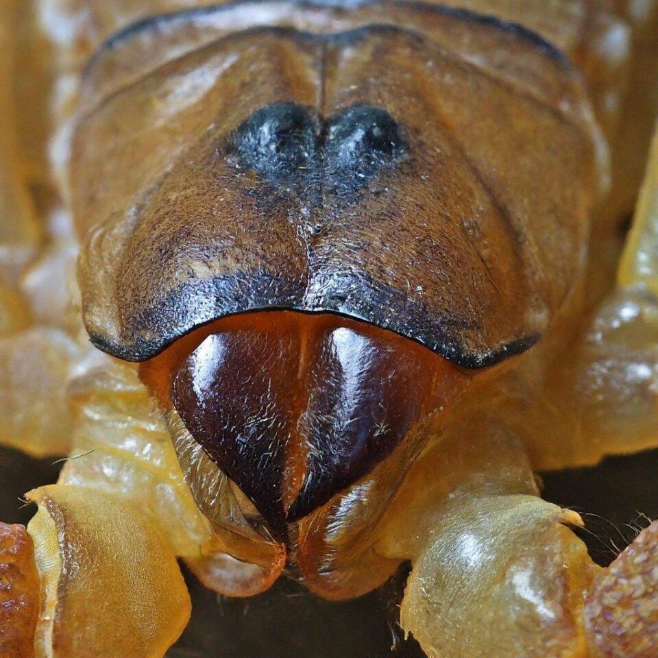 23 Animals With Multiple Eyes (With Pictures)