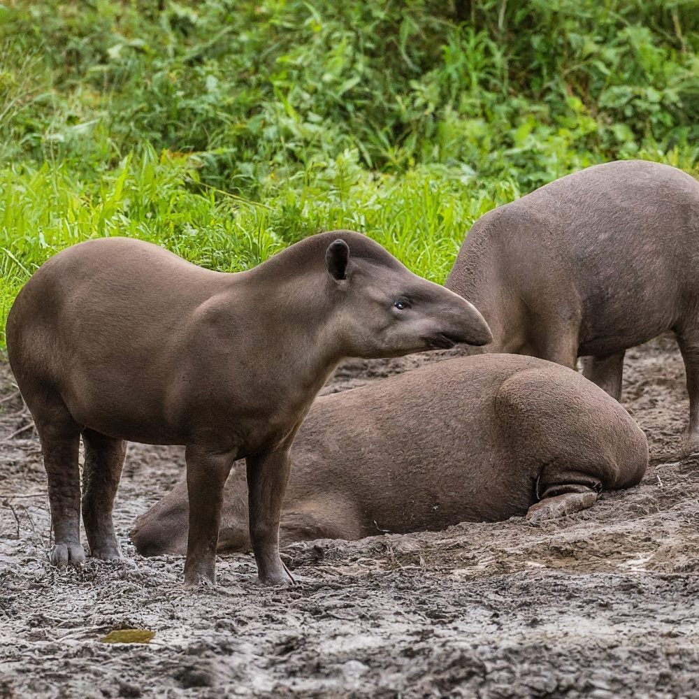 13 Animals That Wallow In Mud Or Dust Bathe