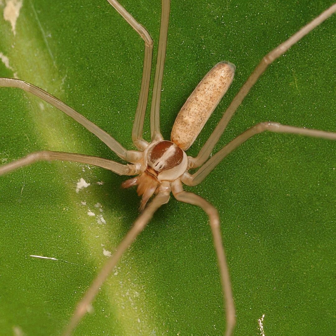 15 Spiders Species That Play Dead But Are Alive! (With Pictures)