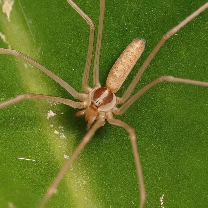 15 Spiders Species That Play Dead But Are Alive! (With Pictures)