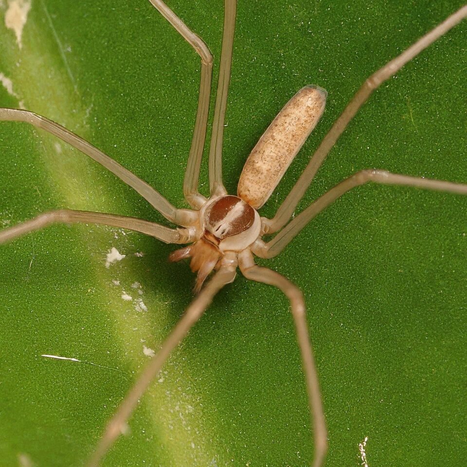 15 Spiders Species That Play Dead But Are Alive! (With Pictures)