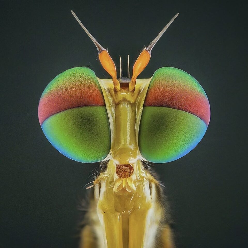 23 Animals With Multiple Eyes (With Pictures)