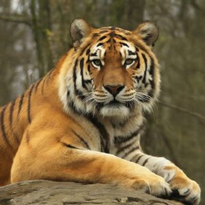 25 Unusual Hybrid Animals That Exists! (With Pictures)