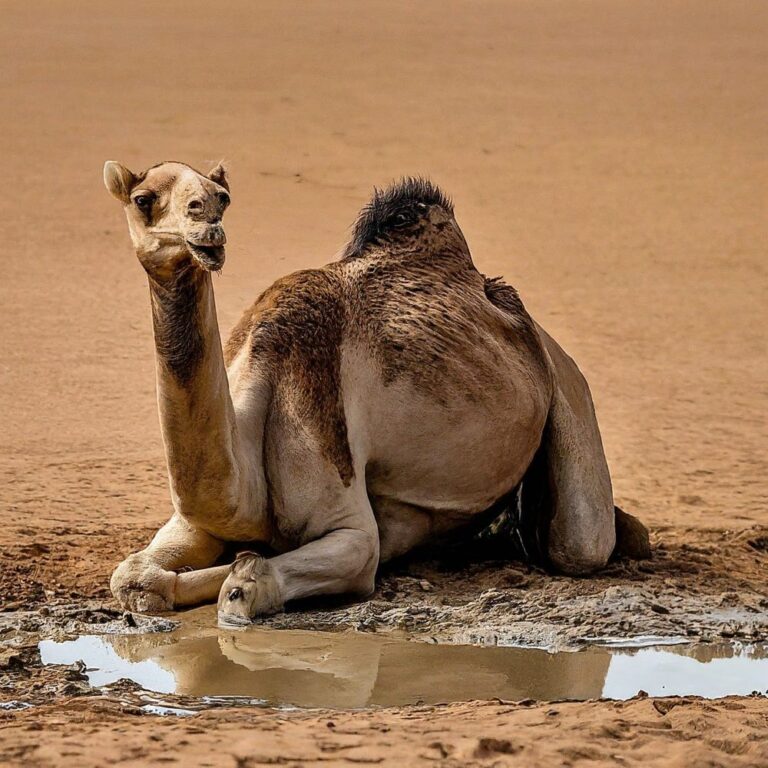 13 Animals That Wallow In Mud Or Dust Bathe