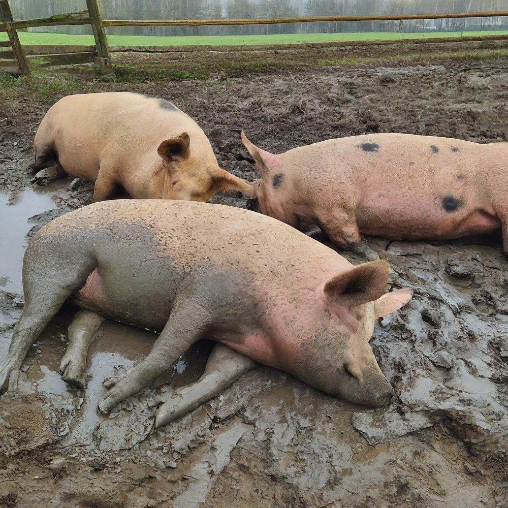 13 Animals That Wallow In Mud Or Dust Bathe